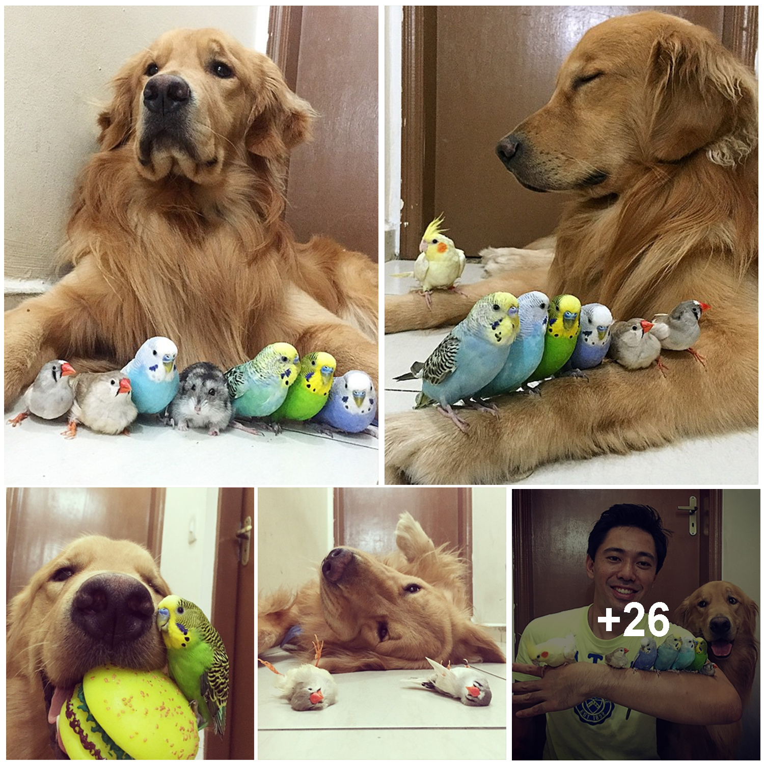 A Golden Retriever, A Hamster, And 8 Birds Are Best Friends And Live In ...