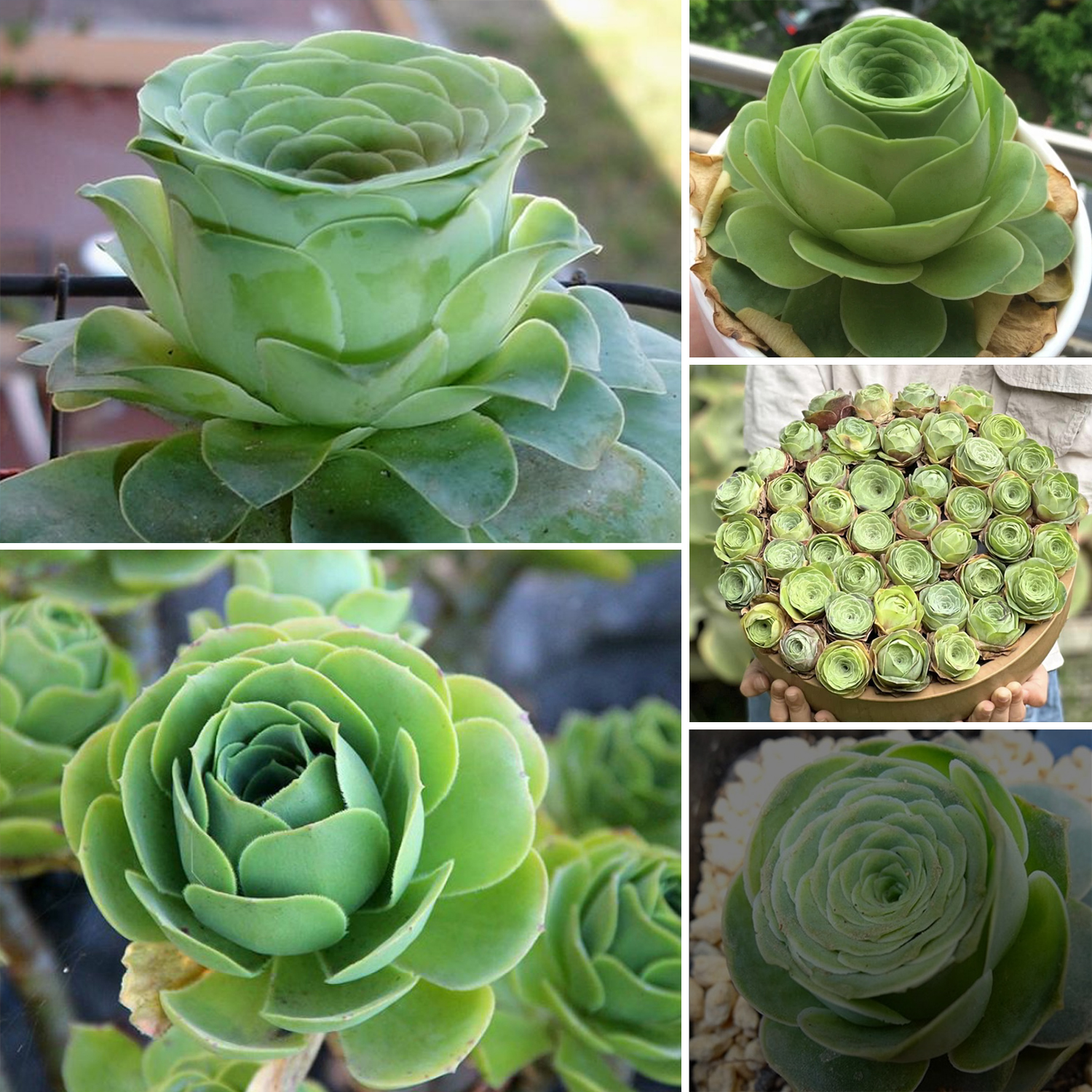 Exploring the Rare Succulent: Greenovia Dodrentalis, the Mountain Rose ...