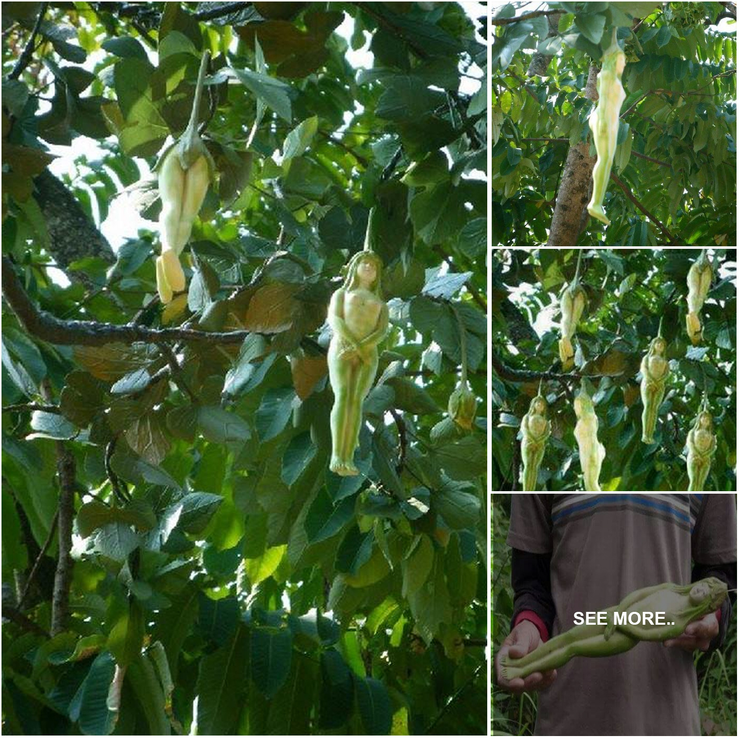 The Mysterious Tree Species That Produces Fruits Resembling Girls ...