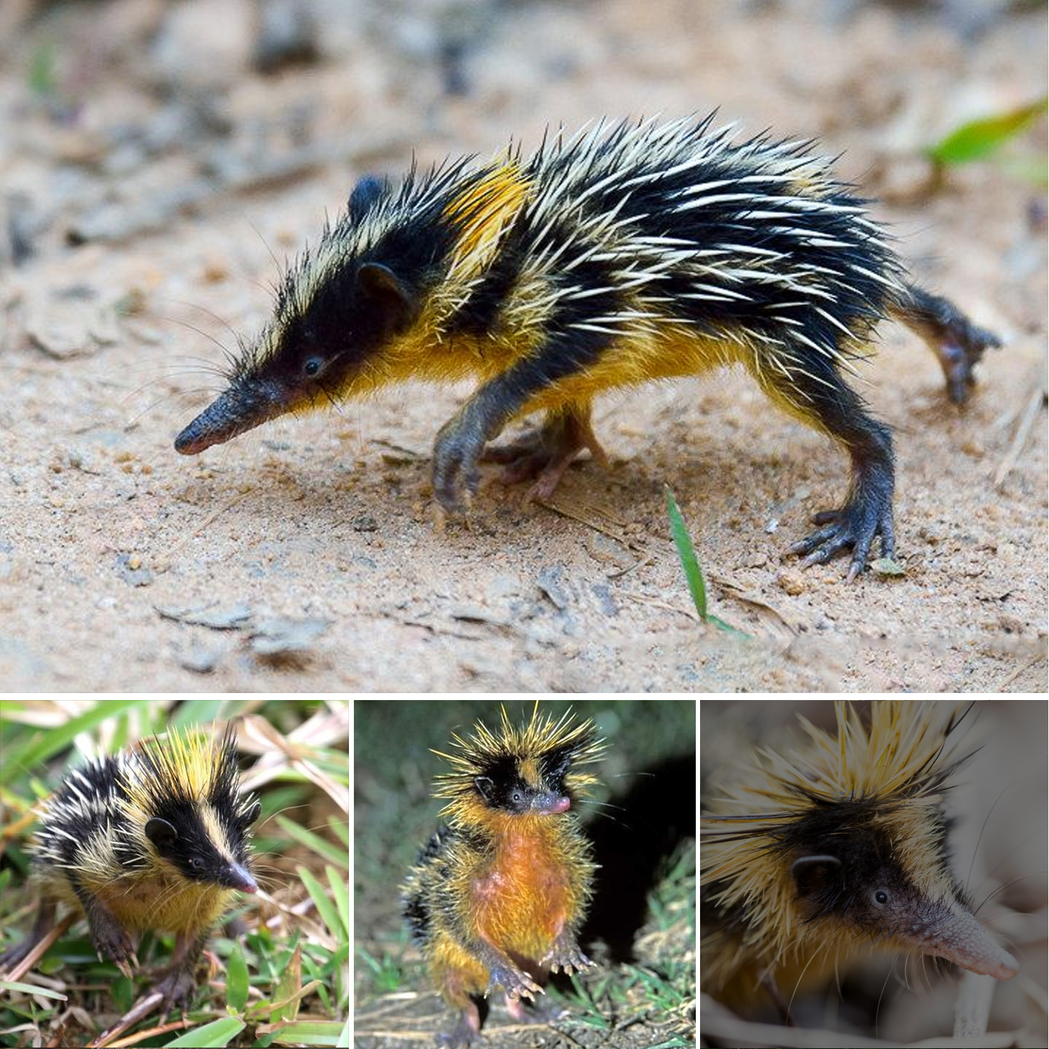 The Secret Life of the Streaked Tenrec, Madagascar’s Striped and Spiky ...