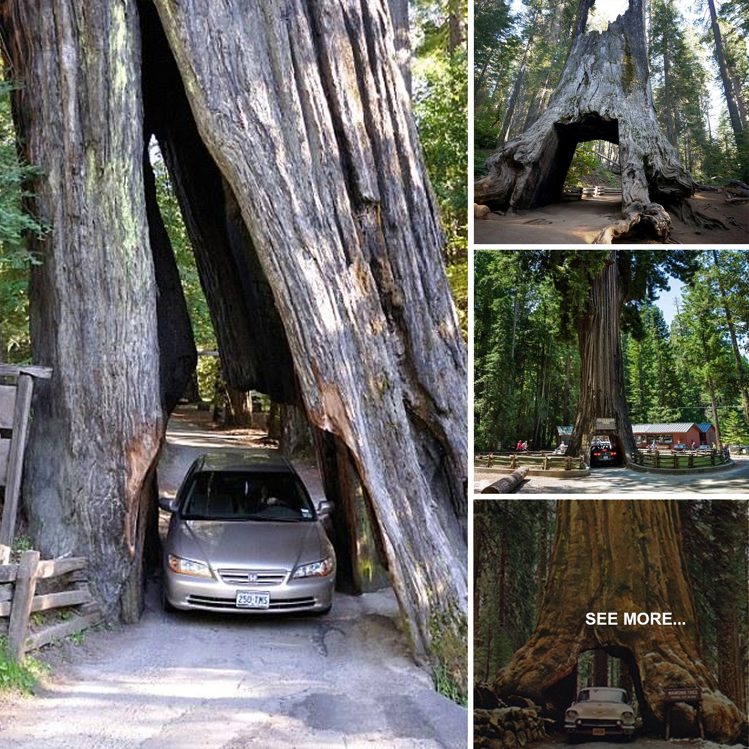 The base of this massive, more than two-thousand-year-old redwood tree ...