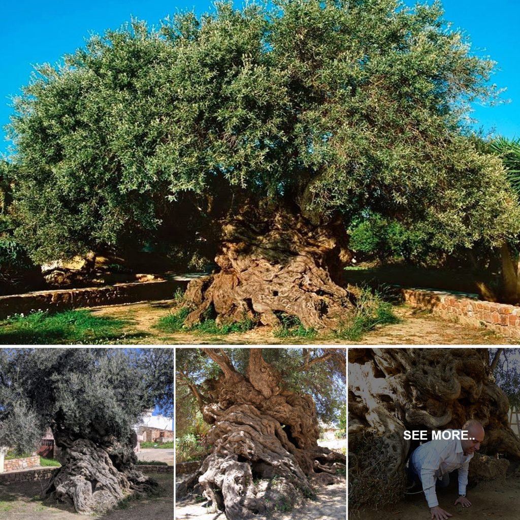This Olive Tree in Greece is Considered the Oldest in the World With an Estimated Age of 4,000 ...