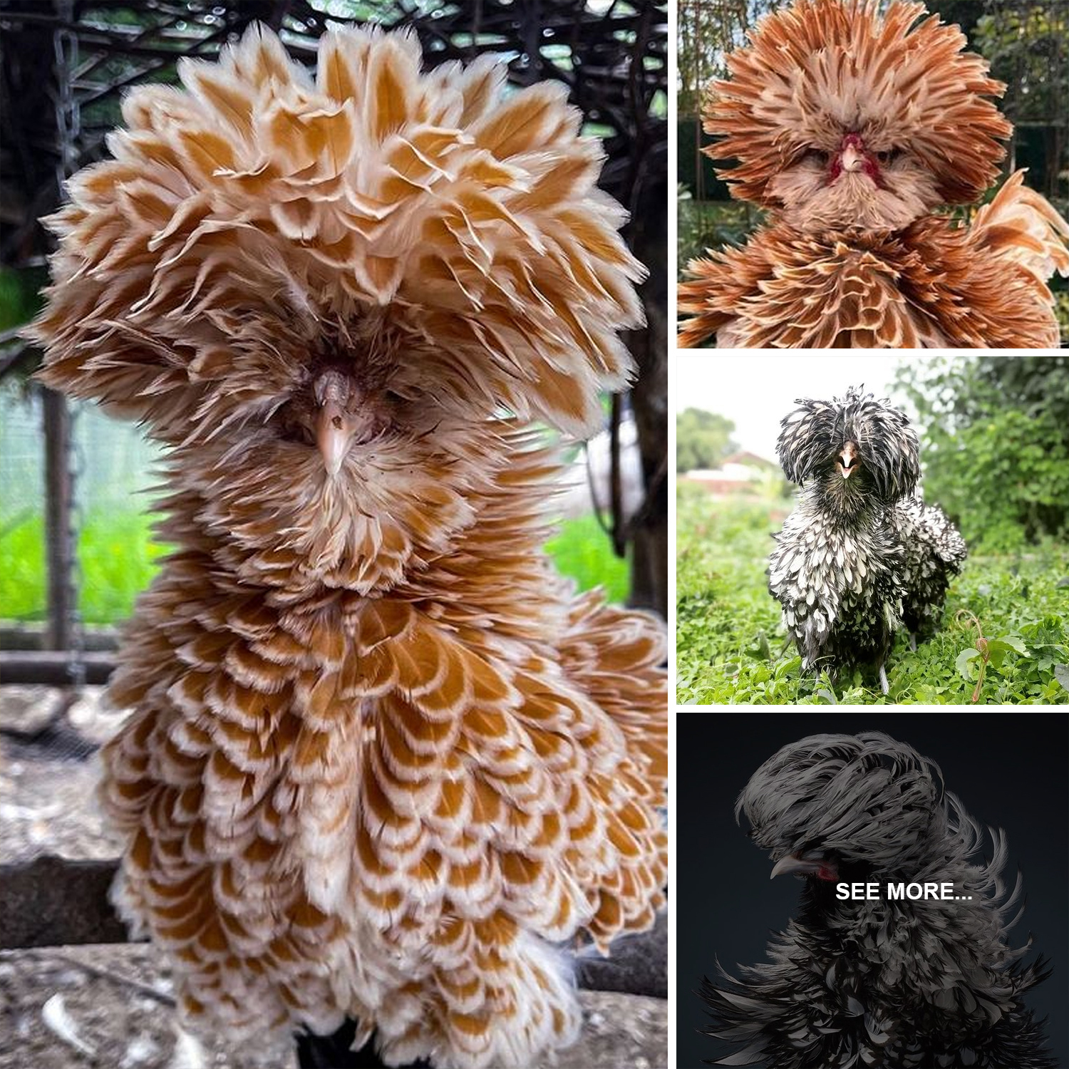 Very rare as well as stylish, they sport their long flowing crests with ...