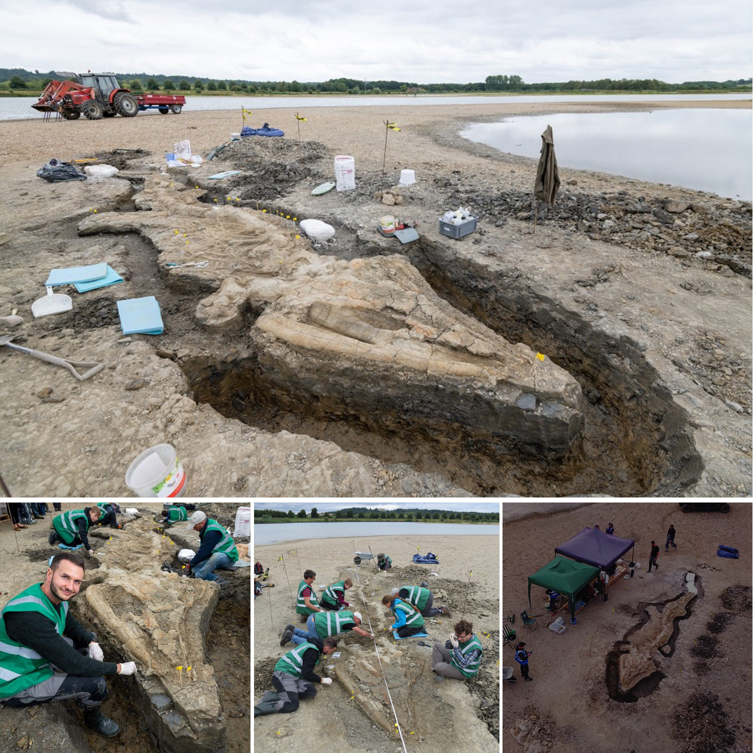 180-Million-Year-Old Sea Dragon Fossil Is Largest and Most Complete ...