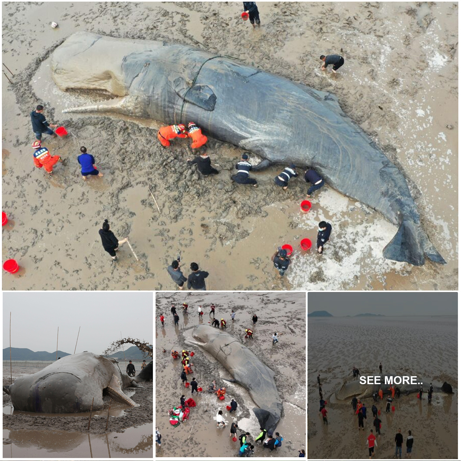 20-Hour-Long Rescue Mission Saves Life Of Stranded Whale Weighing 10 ...