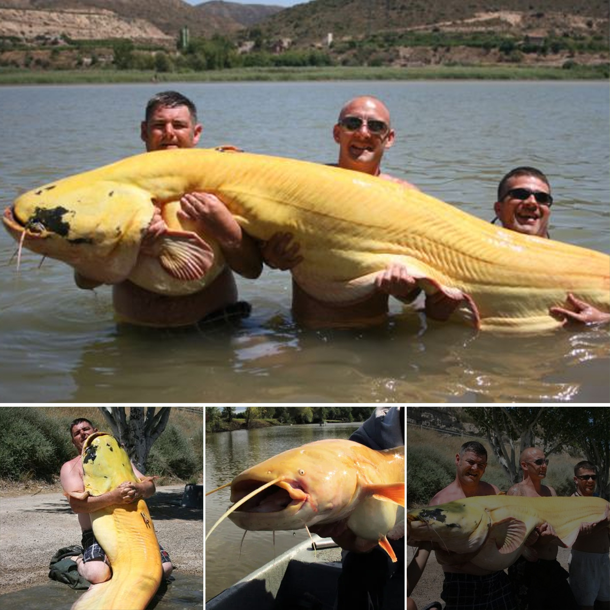 8-Foot Catch Enters World Record Books For ‘Biggest Albino Catfish Ever ...