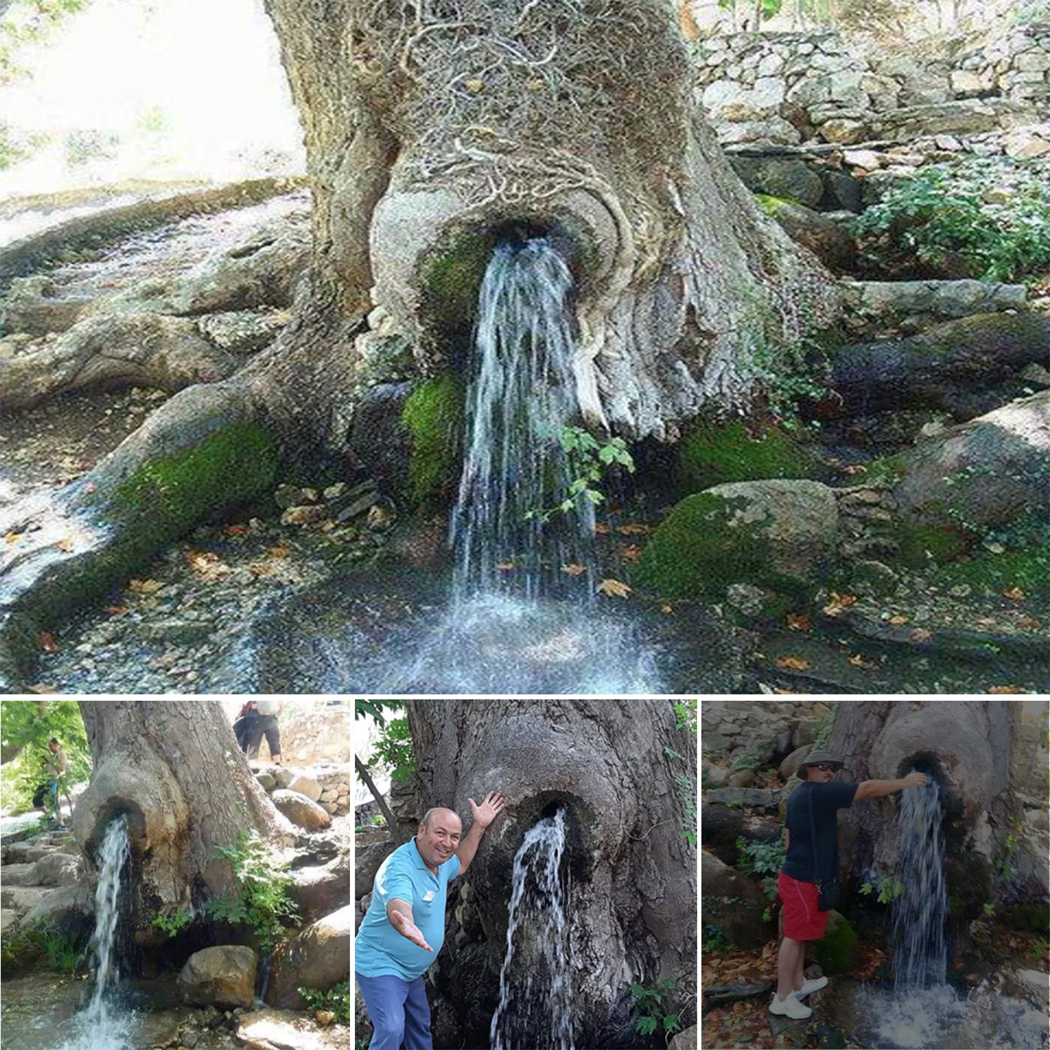 A Rare Natural Phenomenon: Gushing Water Tree, 150 Years Old - Amazing ...