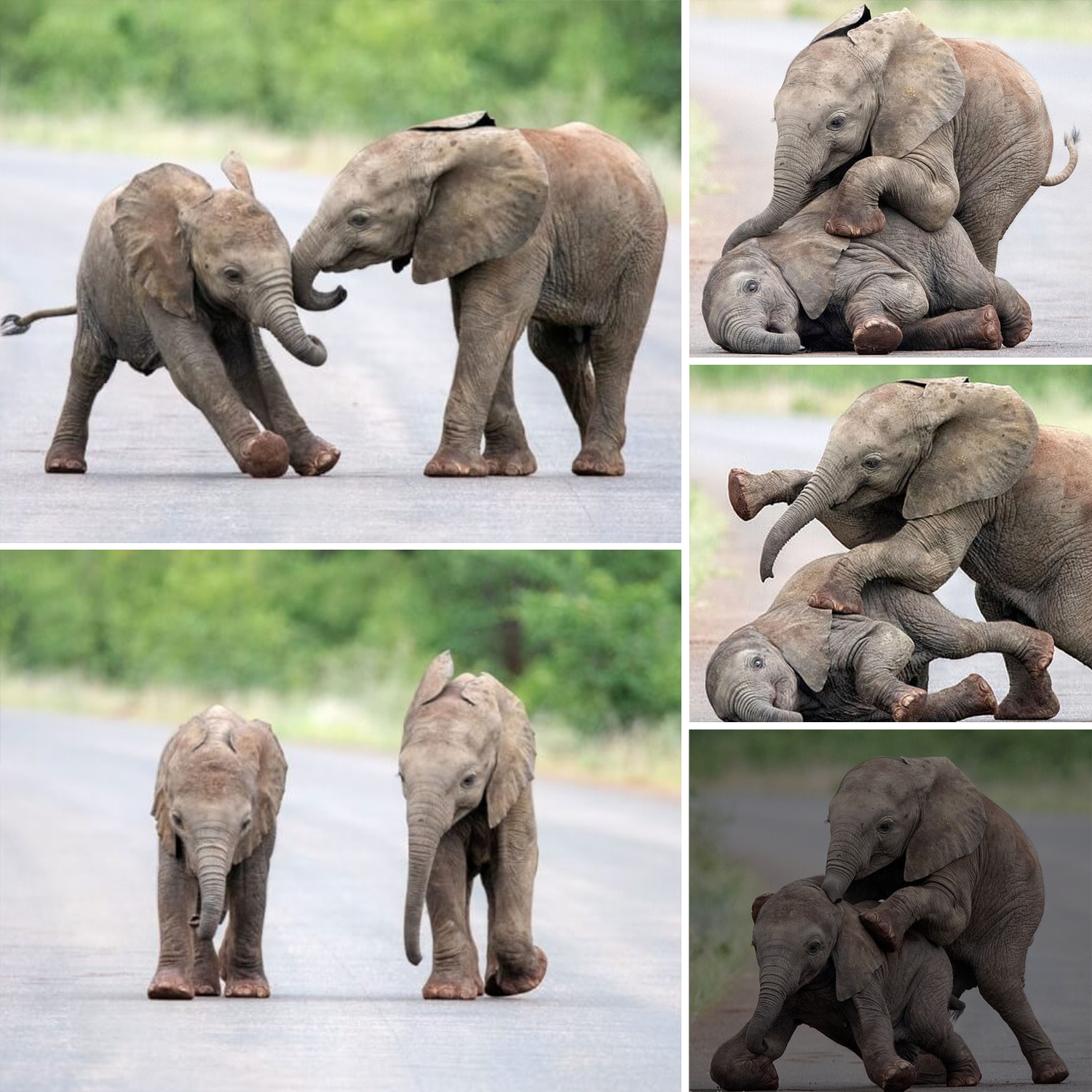Baby Elephant Buddies Frolics In The Middle Of The Road In An Adorable ...