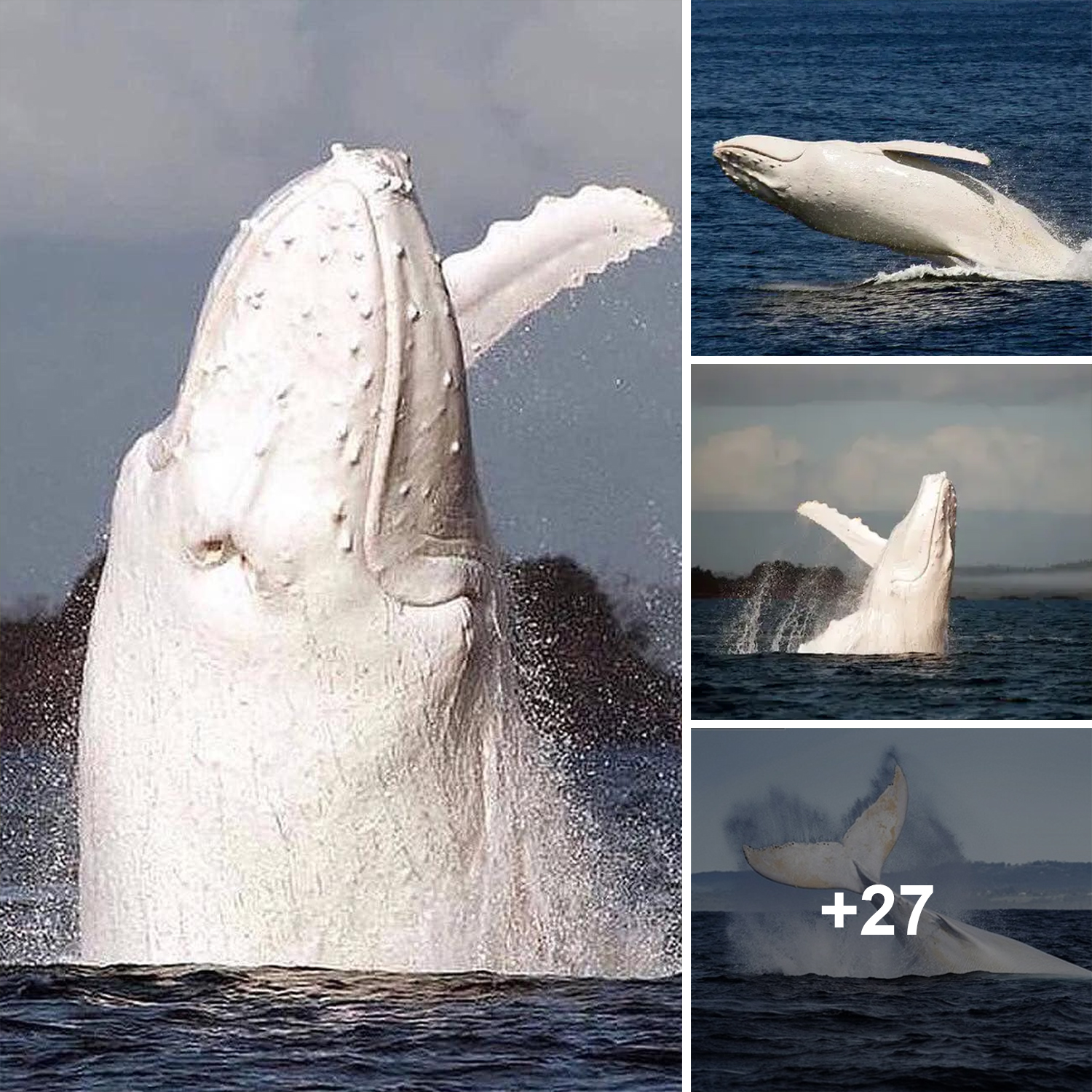 Baby of Migaloo? Extremely rare white whale is spotted just 500m off ...