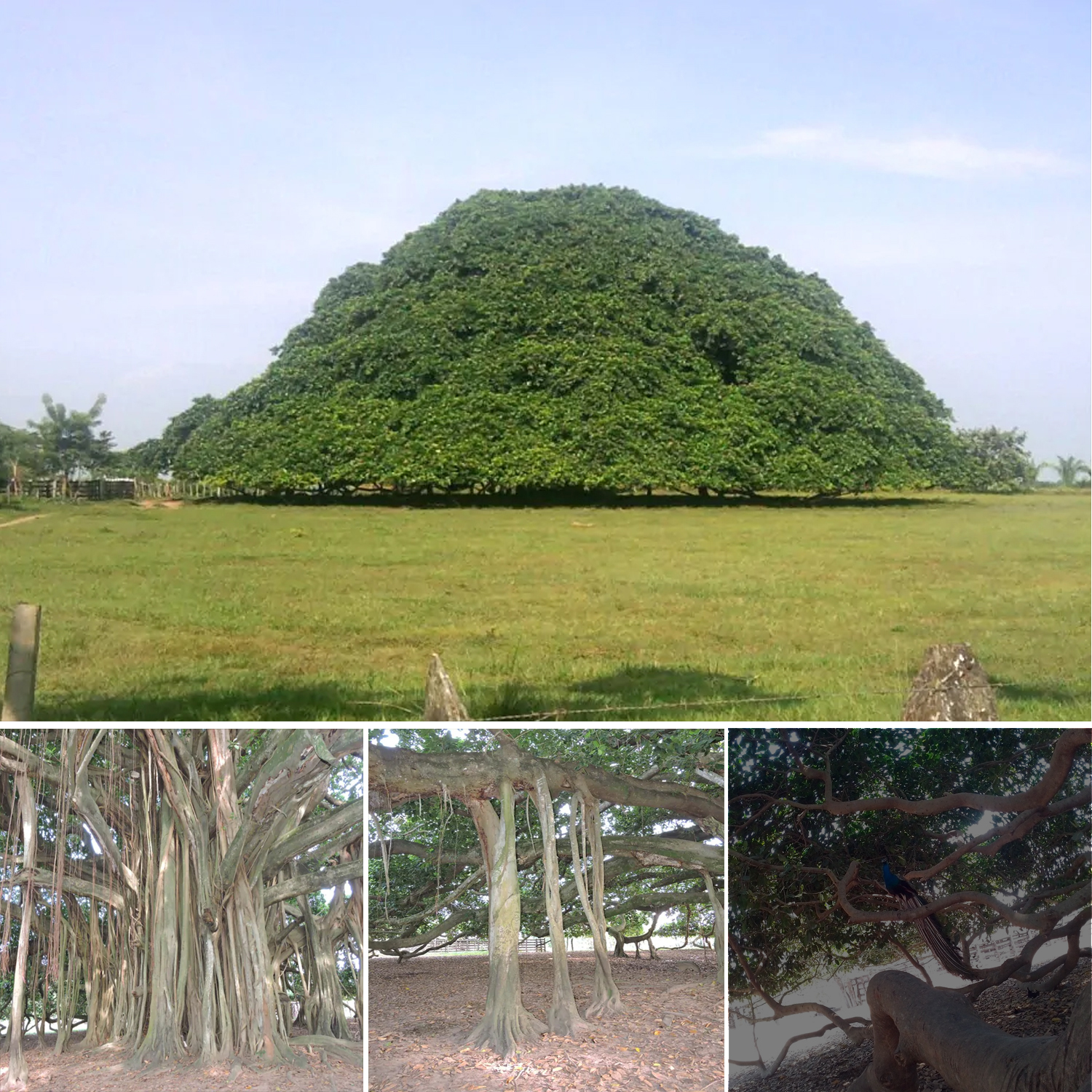 Colombia’s Largest Tree Is So Big in Diameter, It Has Grown Pillars to ...