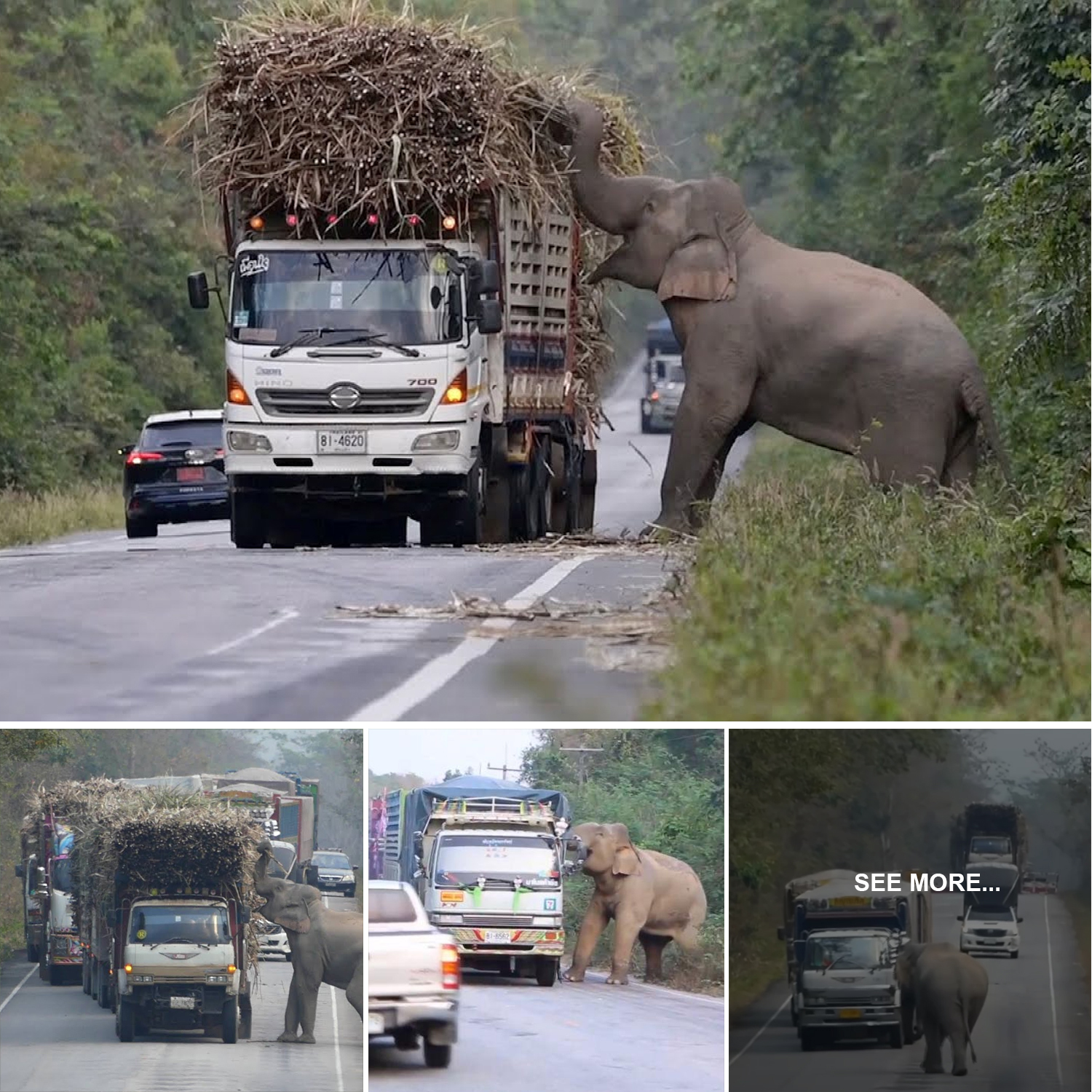 Cute Moment Captured as Greedy Wild Elephant Halts Passing Trucks to ...