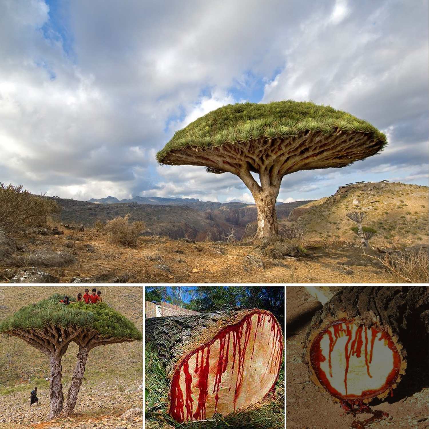 Dragon Blood Tree: These centuries-old trees ‘bleed’ - Amazing Nature