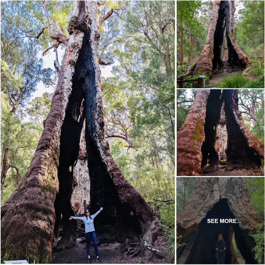 Exploring the Ancient Red Tingle Tree 5000-Year-Old in Australia’s ...