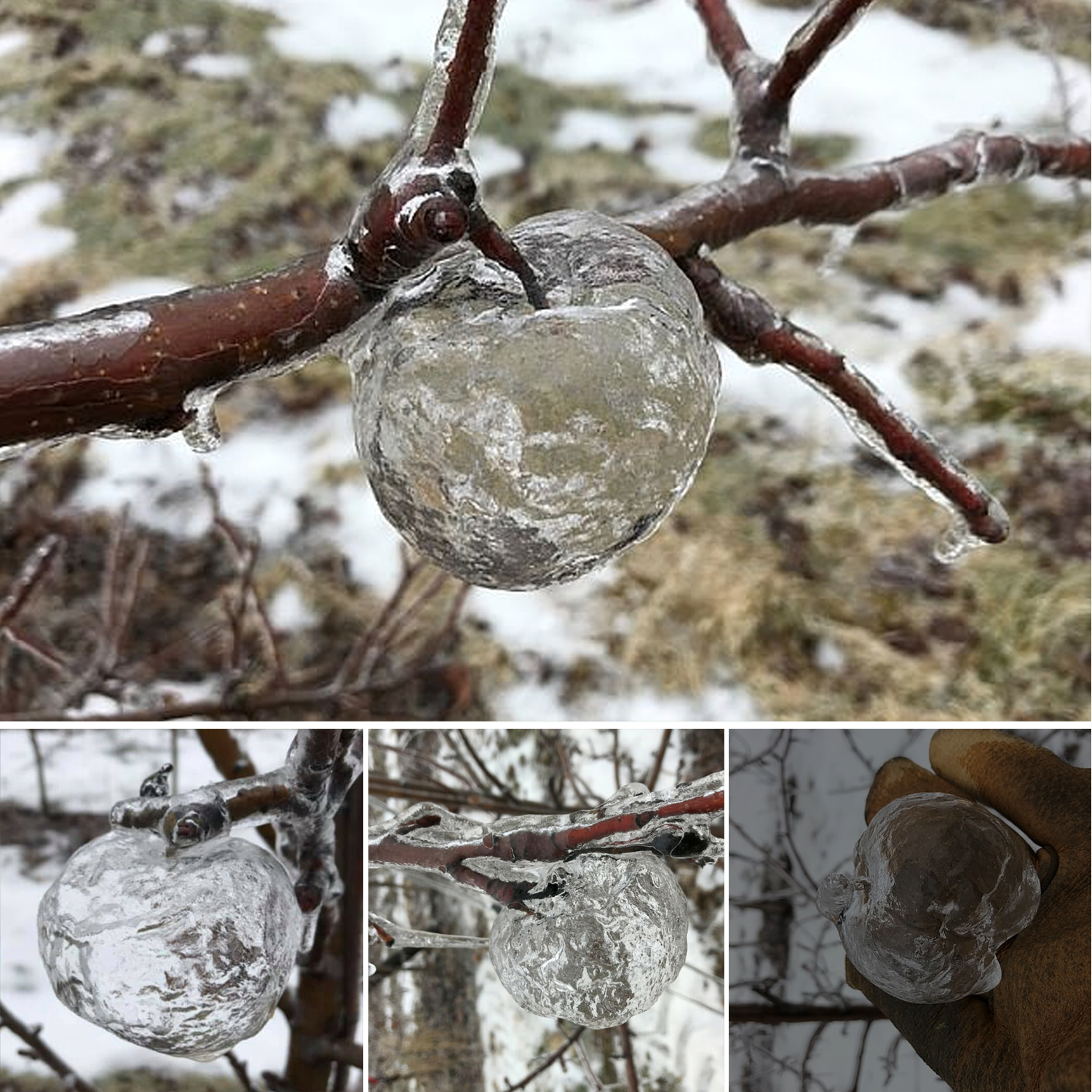 Farmer snaps rare ‘ghost apples’ in the freezing Midwest - Amazing Nature