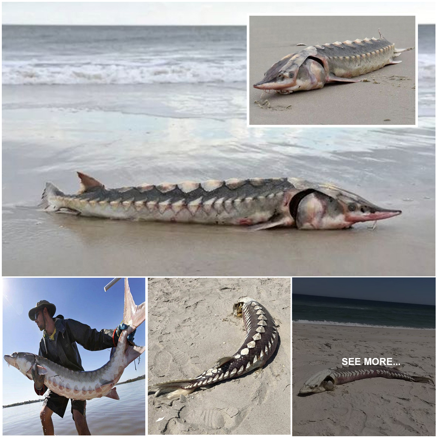 Freakish 3ft long sea 'dinosaur' with hard-plate armour found washed up ...