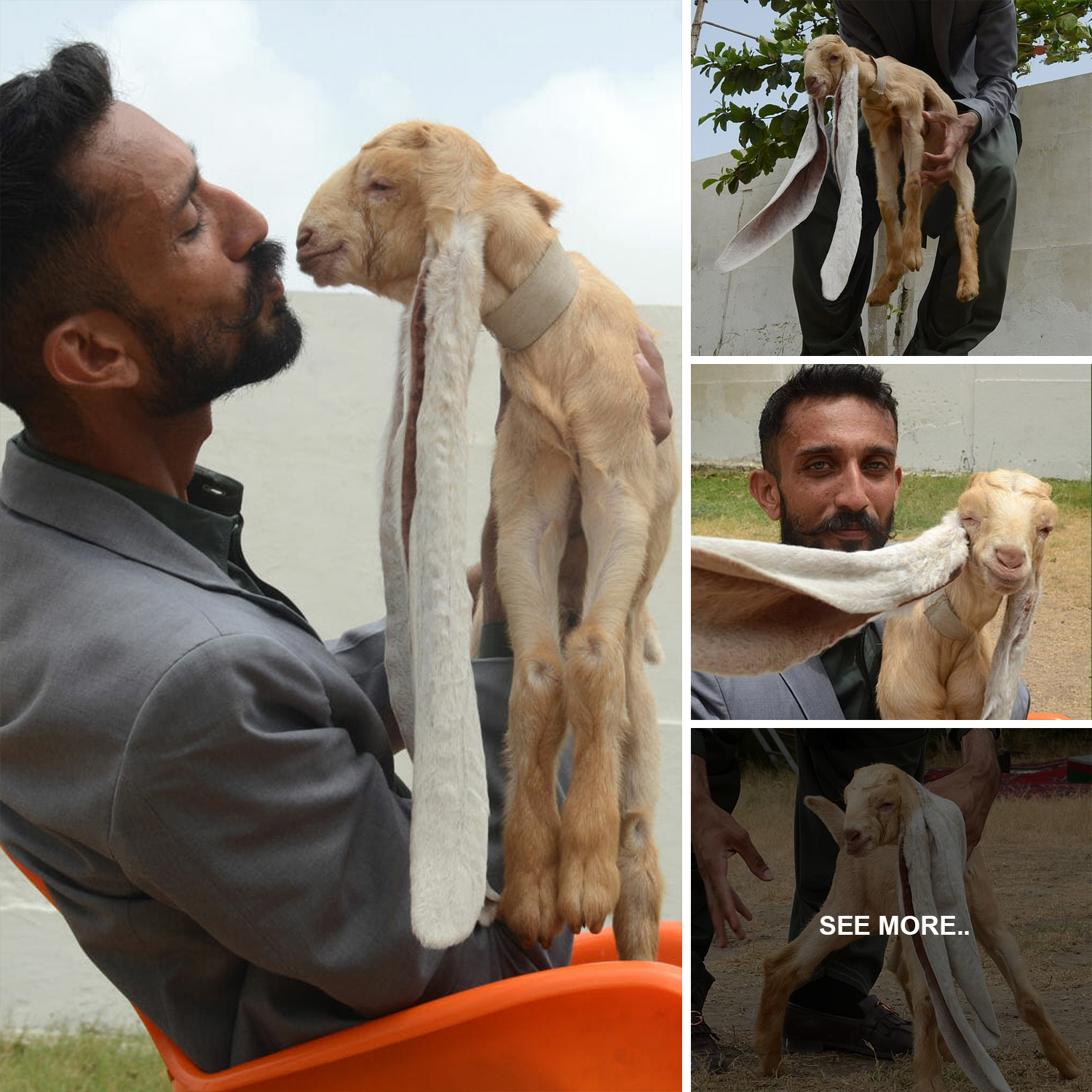 He really is the GOAT! Simba the baby goat is born with 19in-long ears ...
