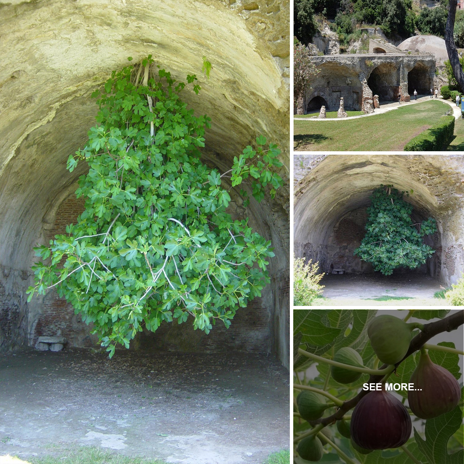 I don't be-leaf it! The bizarre fig tree that's growing upside-down in ...