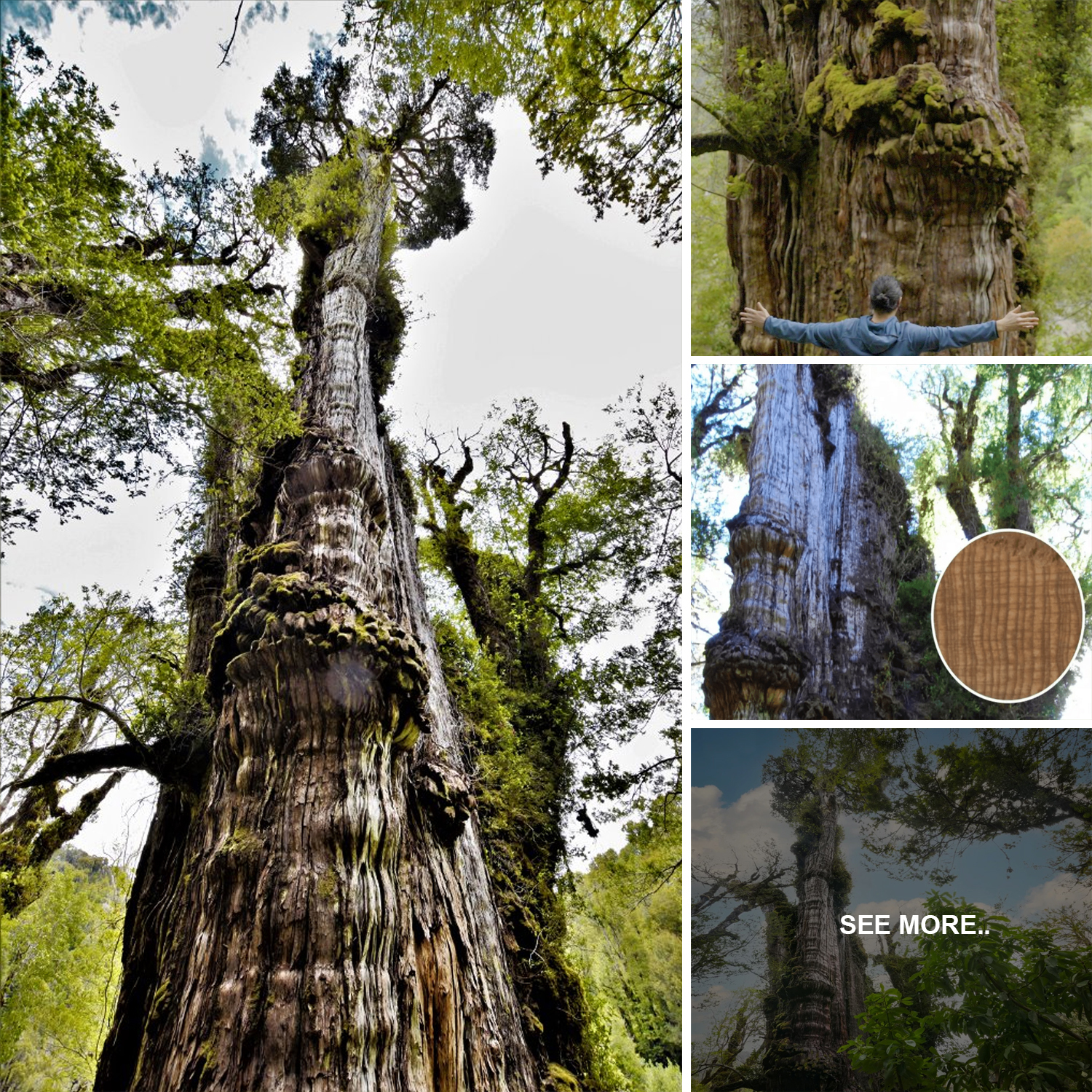 Oldest Tree in the World Found: It’s Called Great-Grandfather and is ...