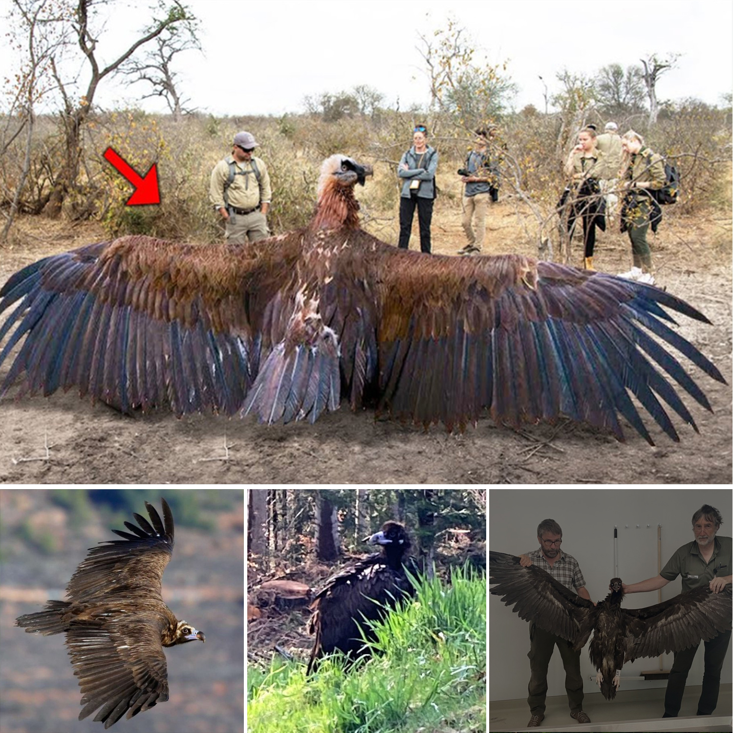 Researchers have just caught a strange giant bird with huge wings - Amazing Nature