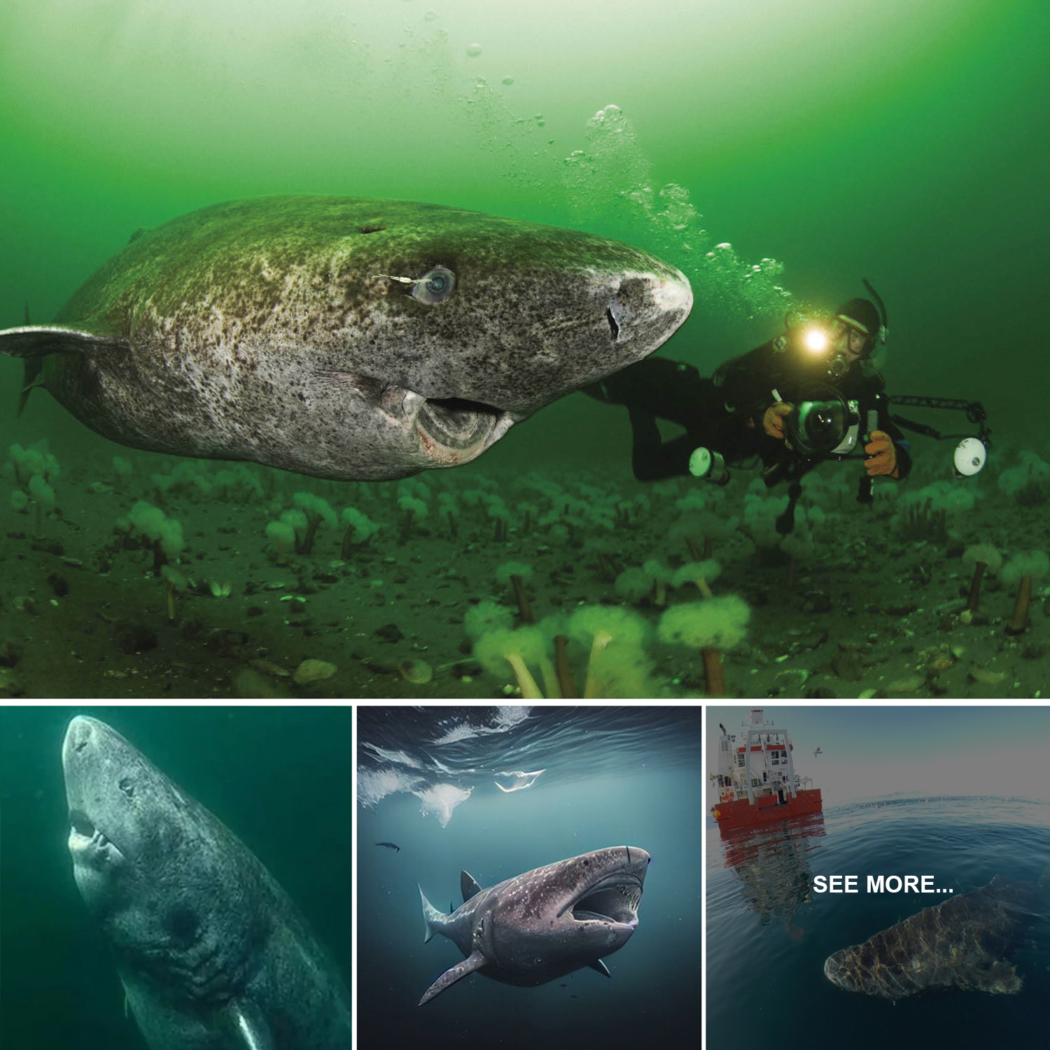 Scientists Discover 400-Year-Old Greenland Shark Likely Born Around ...