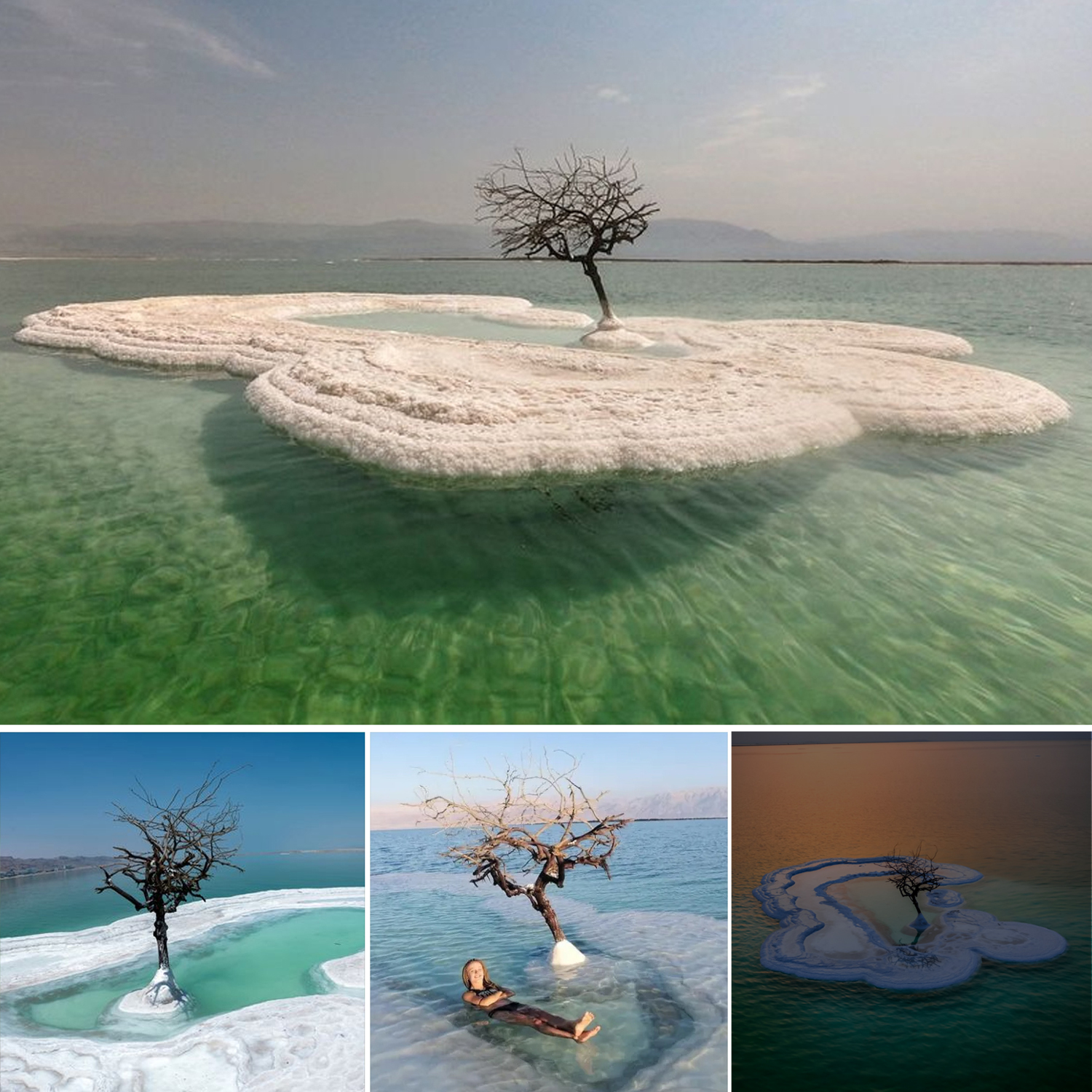 “Tree of Life” Grows on Salt Island in the Middle of the Dead Sea ...