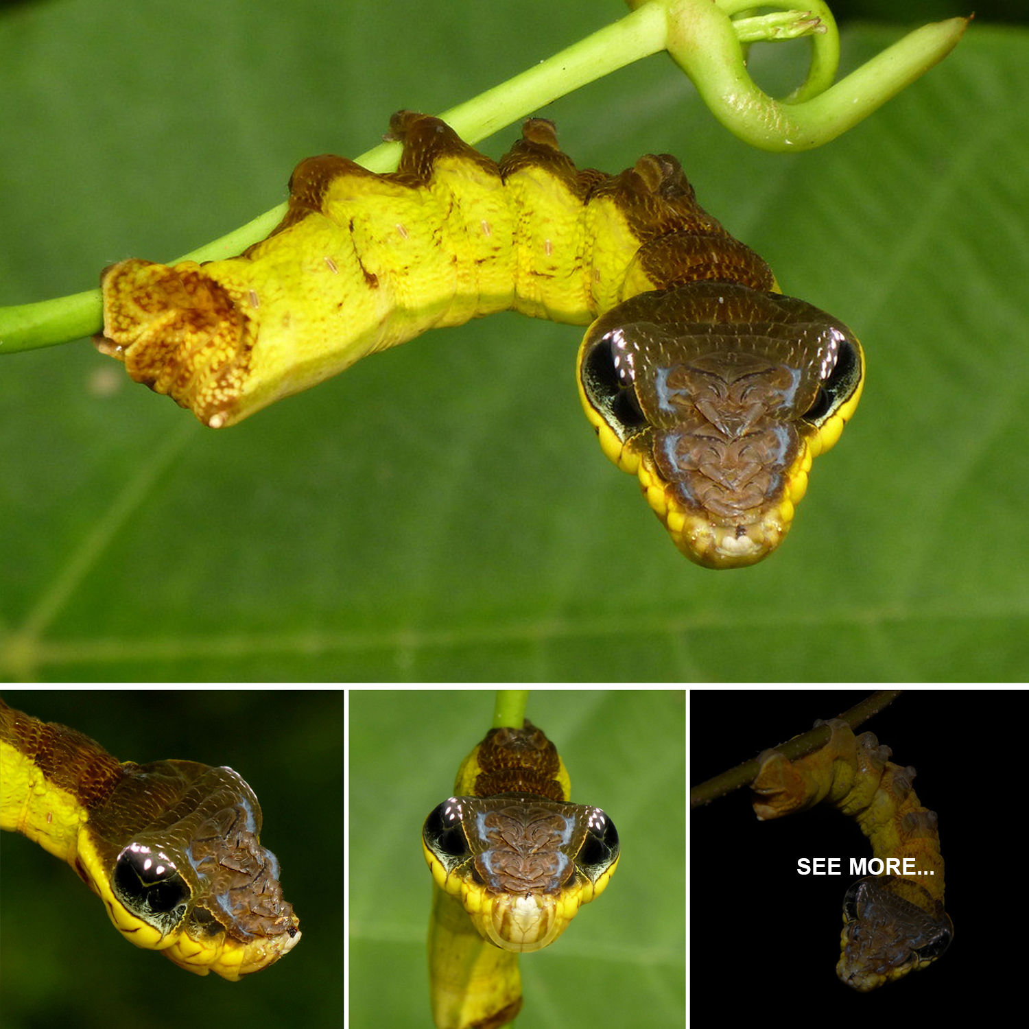 When Threatened, This Caterpillar Takes On the Appearance of a Venomous ...