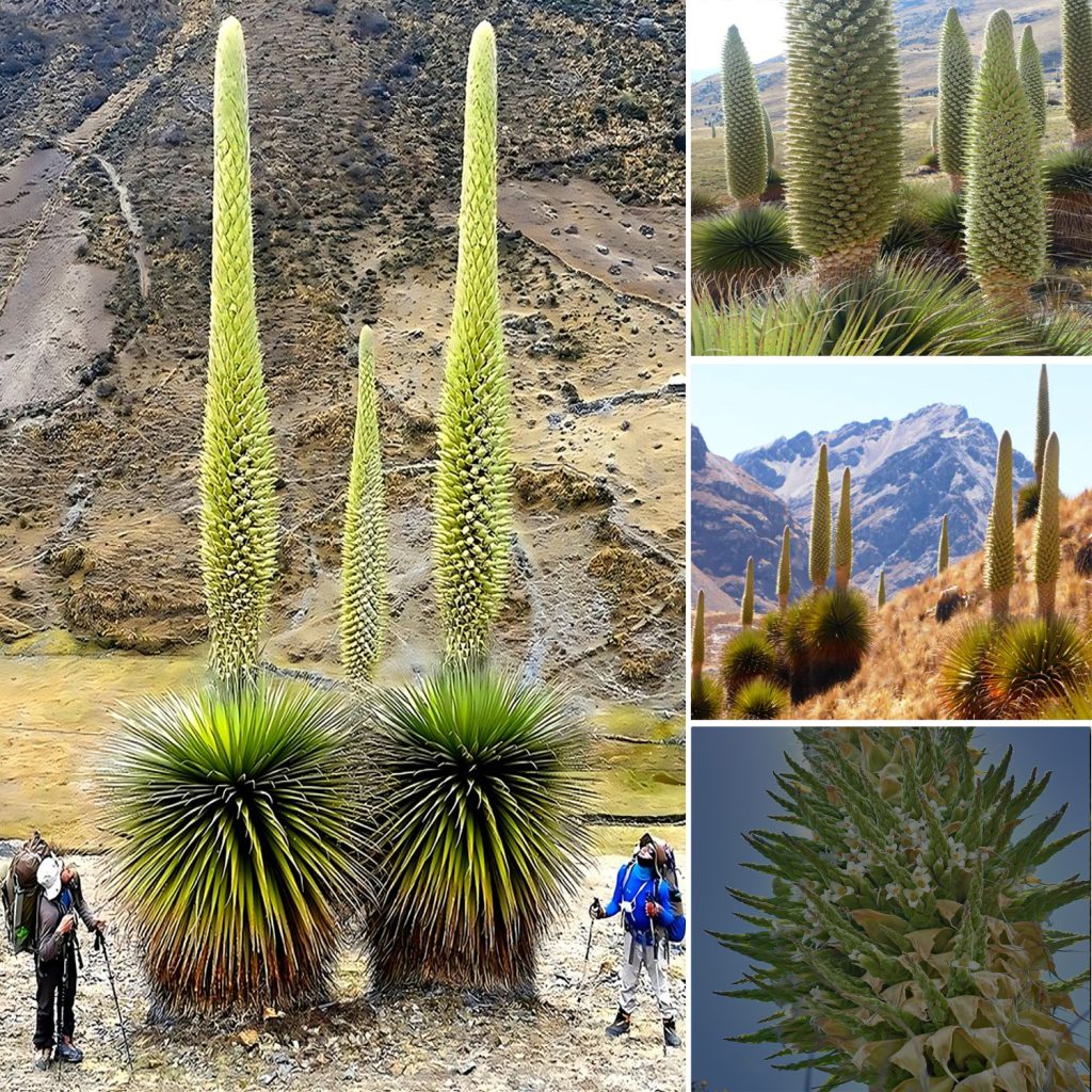 World’s Largest Bromeliad, ‘Queen of the Andes’, Blooms Only Once in a ...