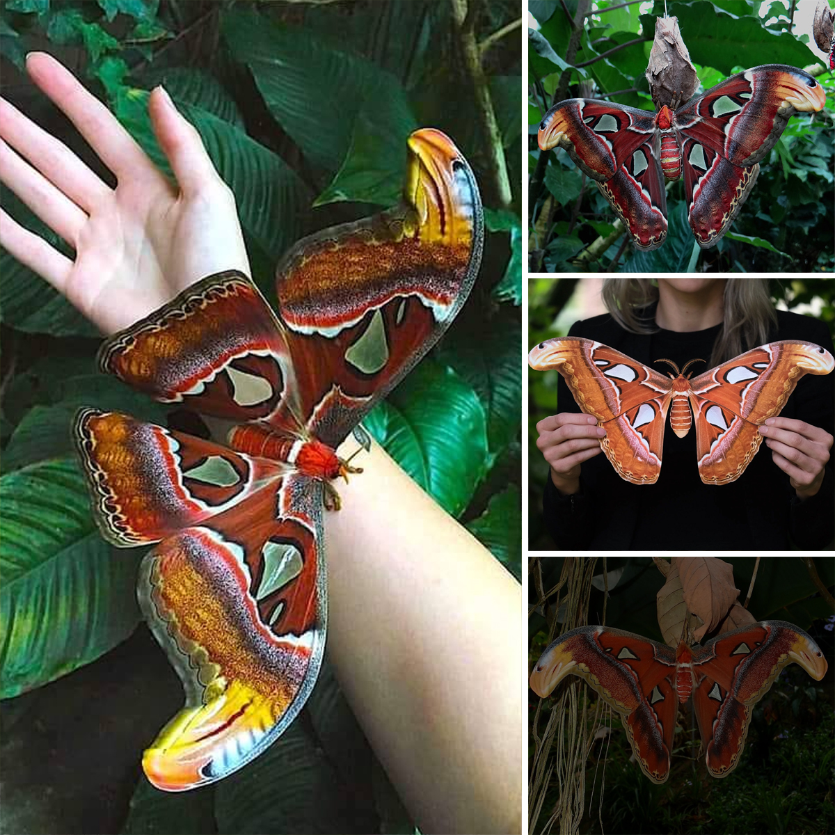 World's largest moth spotted in the US for the first time - Amazing Nature