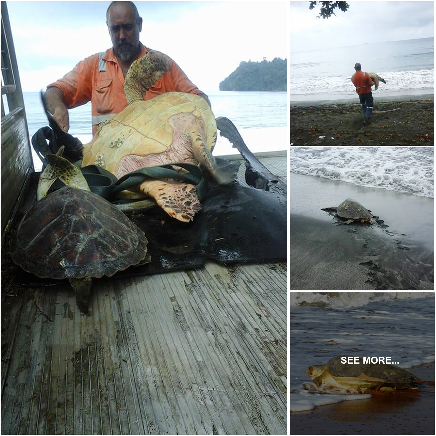 This Hero Takes Live Turtles From Fish Markets And Drives Them Back To ...