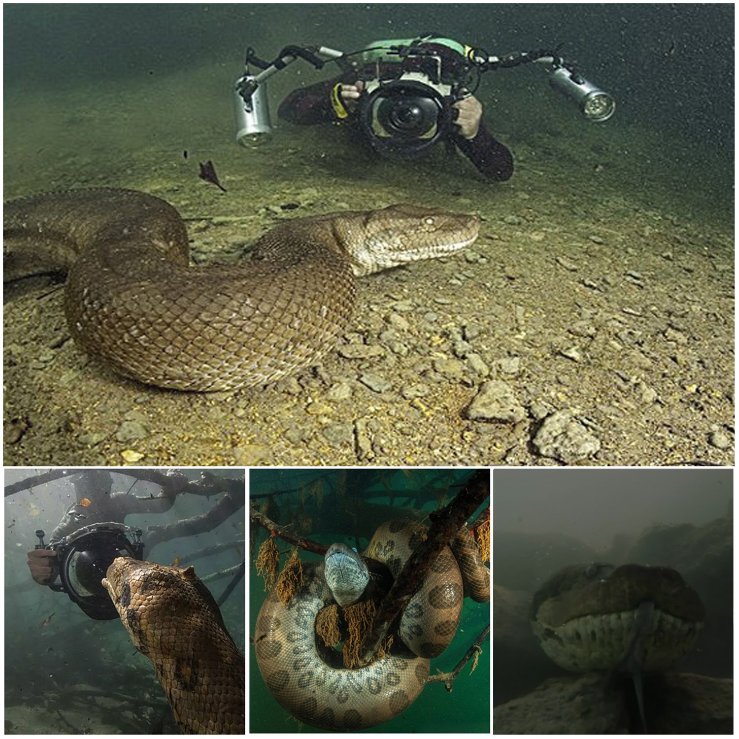 Diver has incredible face to face encounter with giant anaconda ...