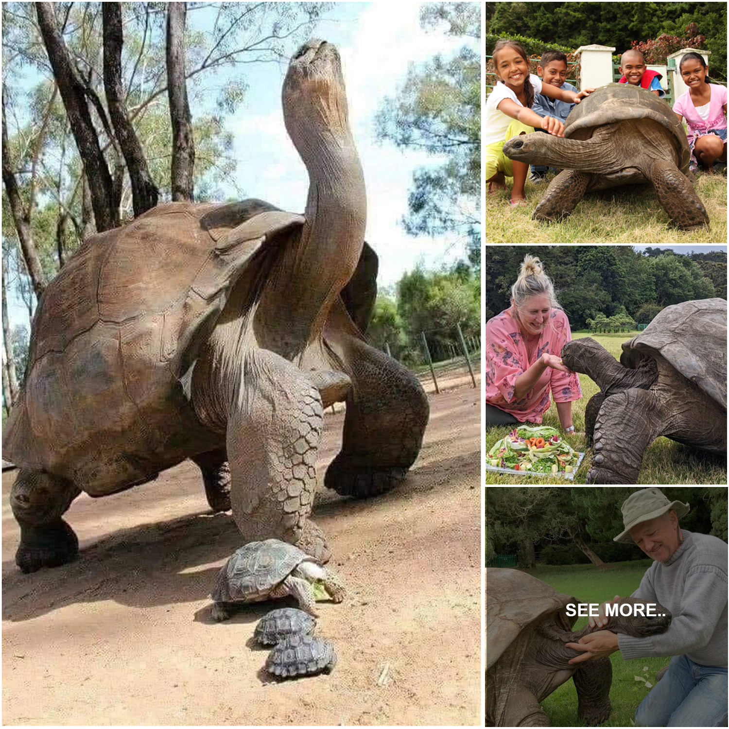 Jonathan is the longest living turtle in the world, this turtle is 190 ...