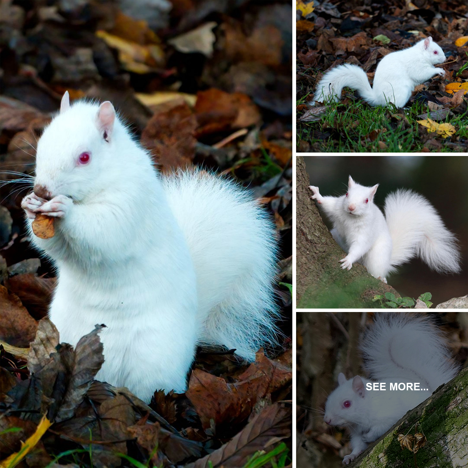 Man Captures Photos Of One Of Country’s 50 Rare Albino Squirrels ...