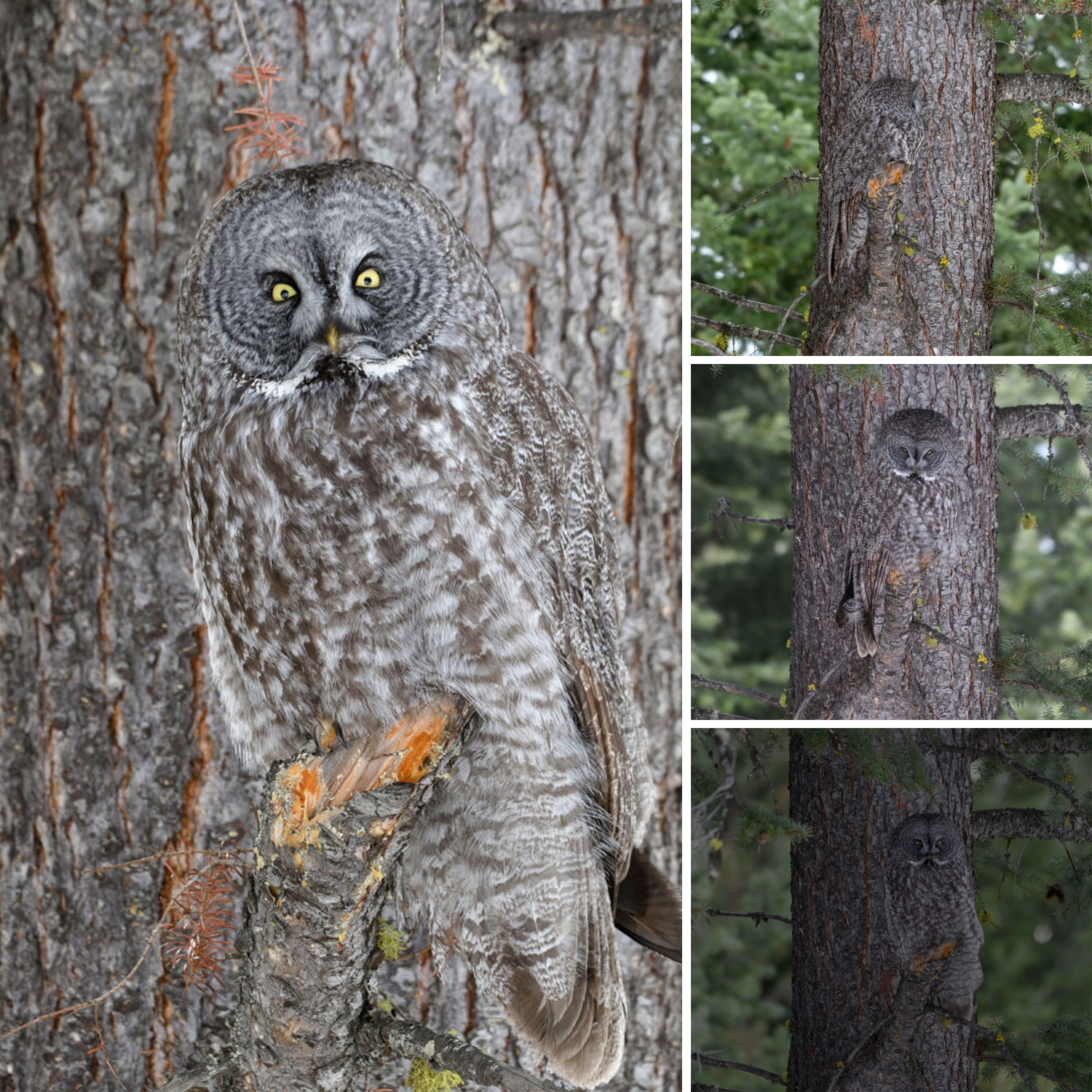 Photographer Spots Stunning Great Grey Owl Blending Perfectly Into a ...