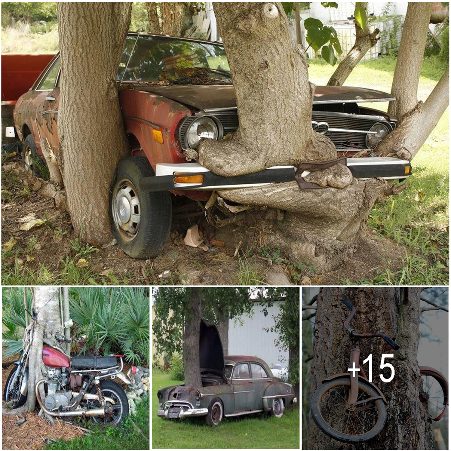 The Insatiable Hunger of the Ancient Forest: Trees Devouring Forgotten ...