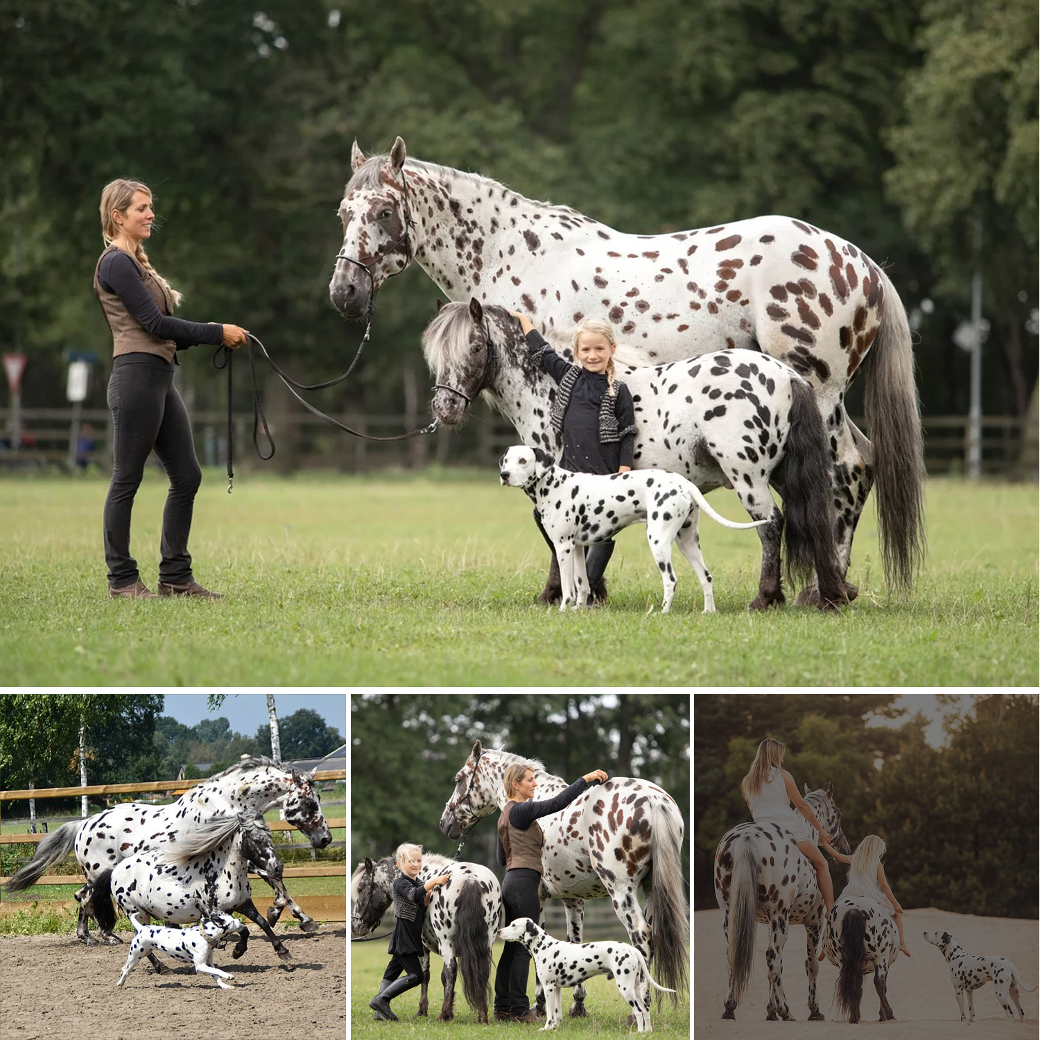 Unbelievable coincidence! Meet the horses, dogs and ponies, who are all ...